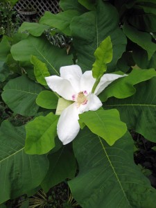 Plant of the Week: Big leaf Magnolia (Magnolia ashei) | Stately Kitsch