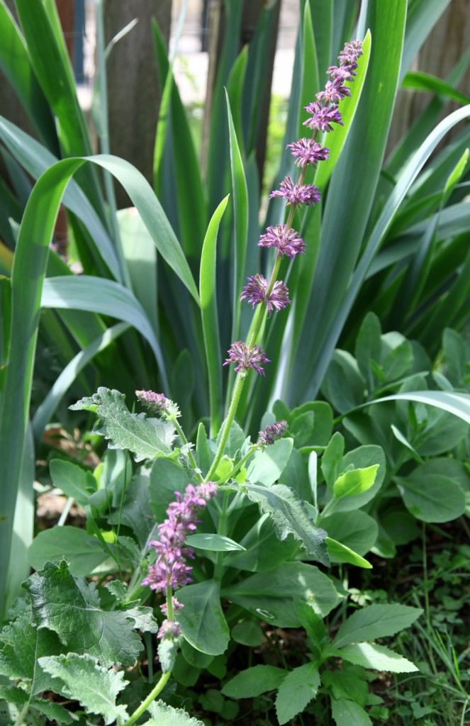 -Plant of the Week | Stately Kitsch