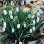 Spring is here? | Stately Kitsch