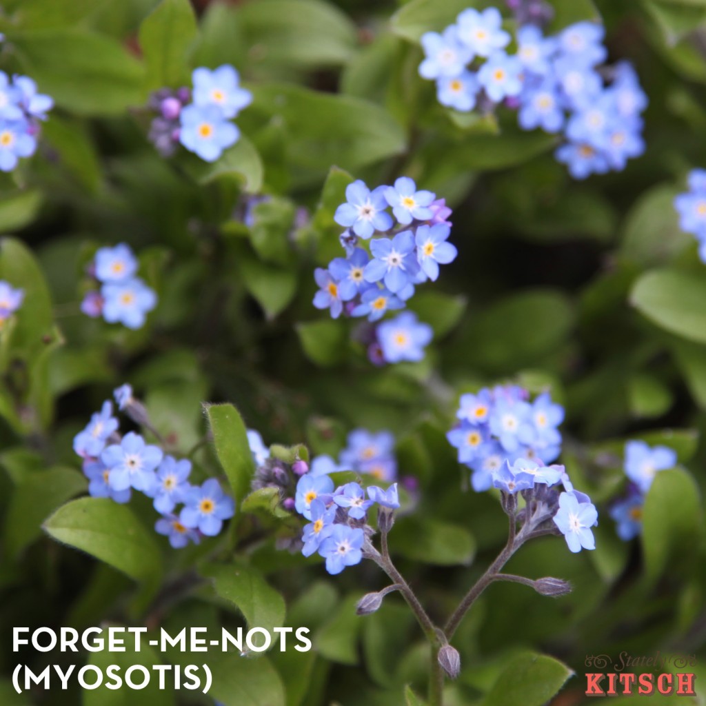 Blooming This Week: Forget Me Nots, Euphorbia & the Paw Paw Tree ...