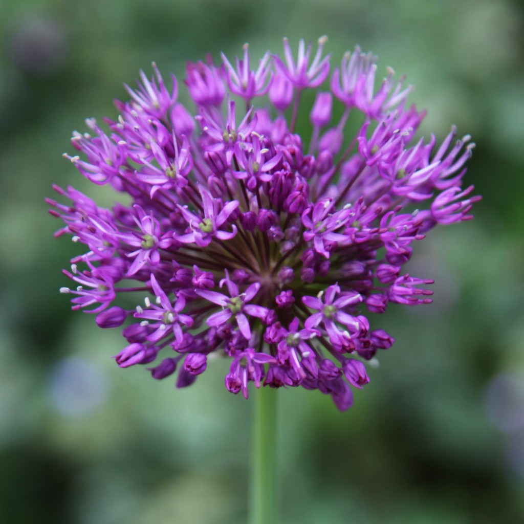 GARDENING & PLANTS | Stately Kitsch