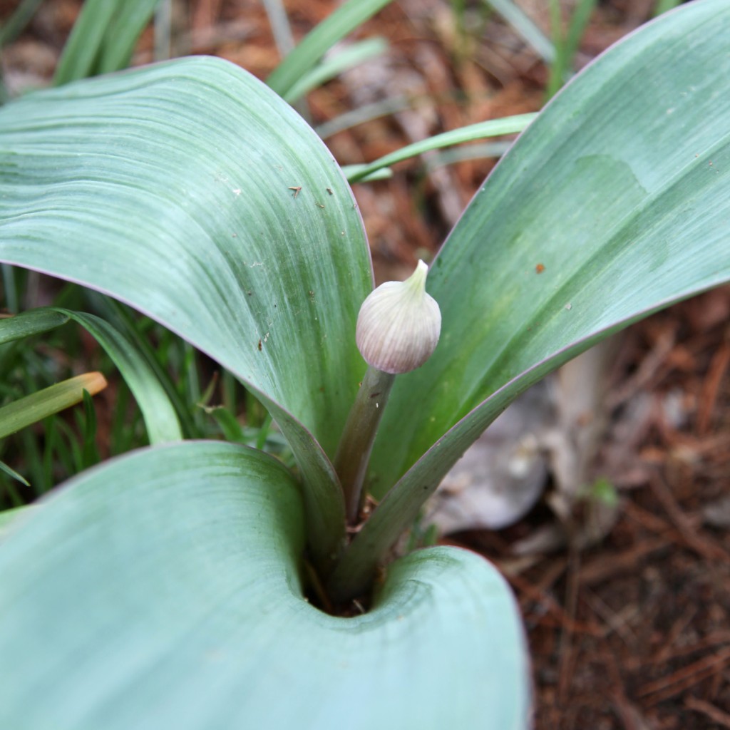 GARDENING & PLANTS | Stately Kitsch