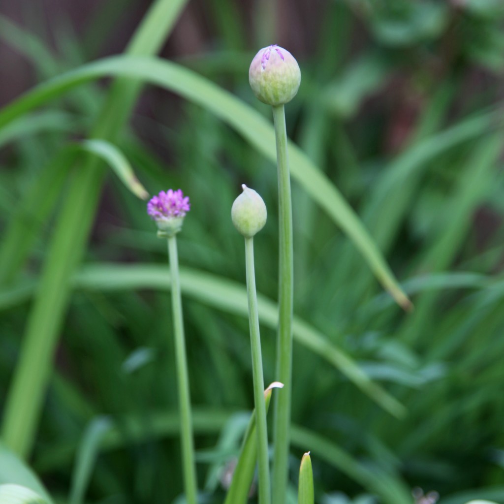 GARDENING & PLANTS | Stately Kitsch