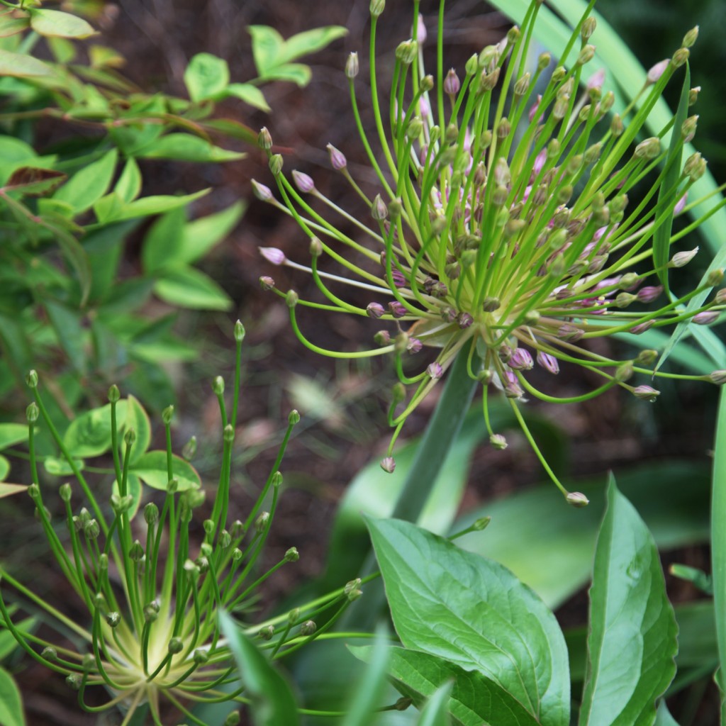 GARDENING & PLANTS | Stately Kitsch