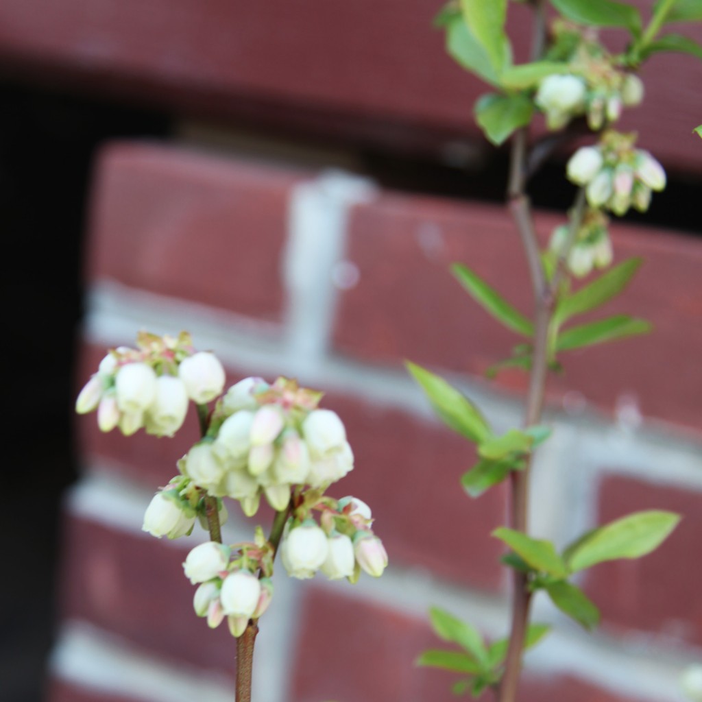 GARDENING & PLANTS | Stately Kitsch