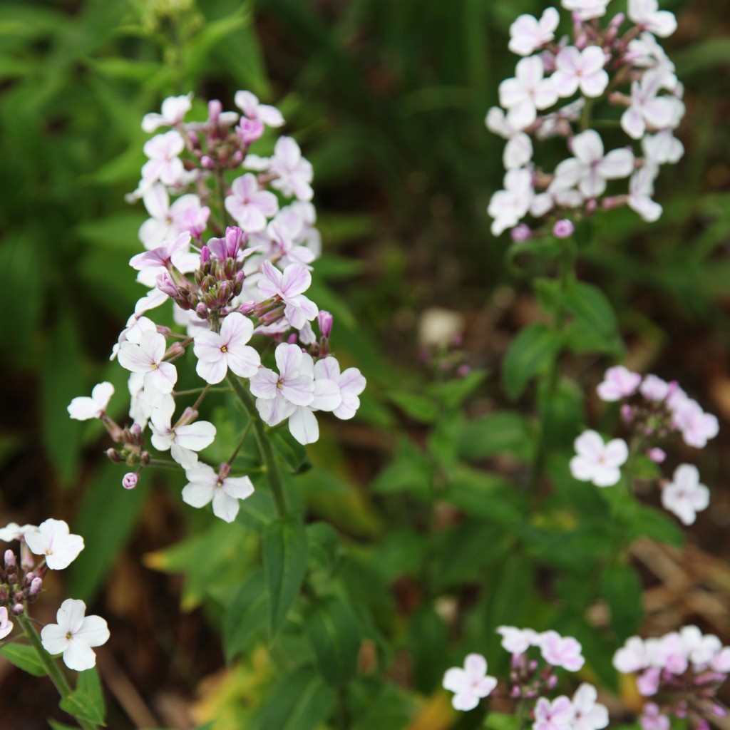 GARDENING & PLANTS | Stately Kitsch