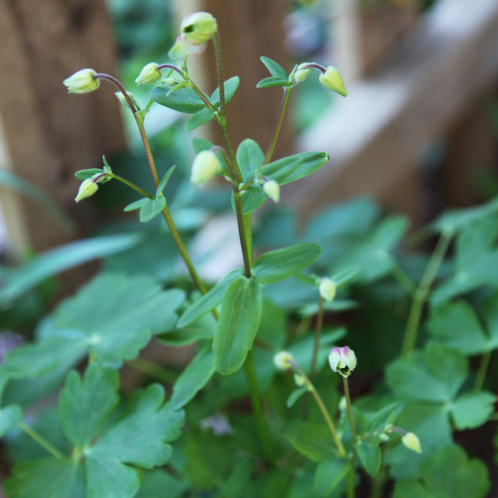 GARDENING & PLANTS | Stately Kitsch