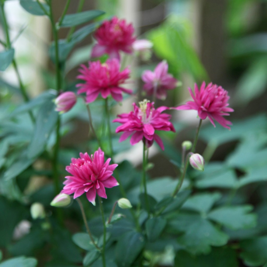 GARDENING & PLANTS | Stately Kitsch