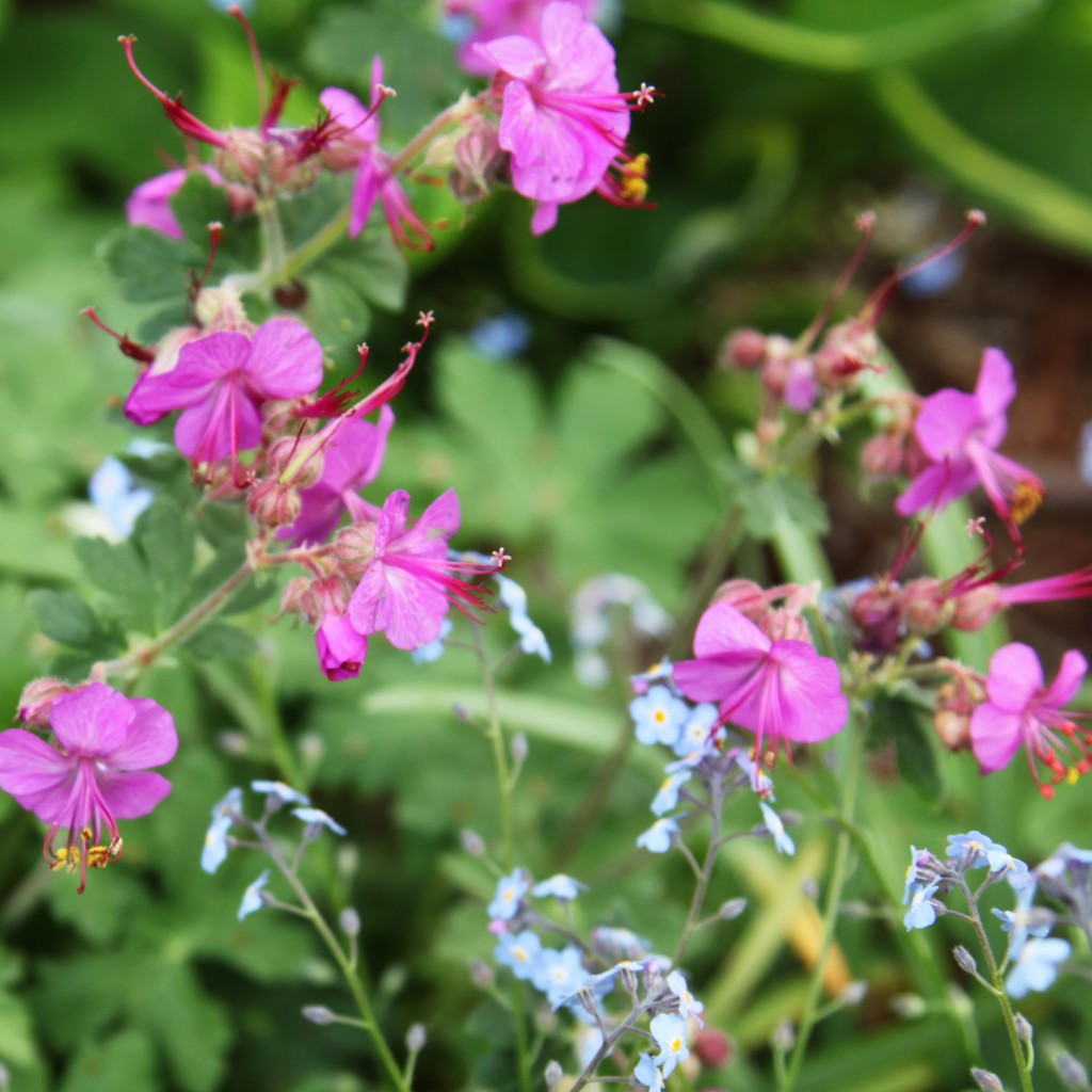 GARDENING & PLANTS | Stately Kitsch