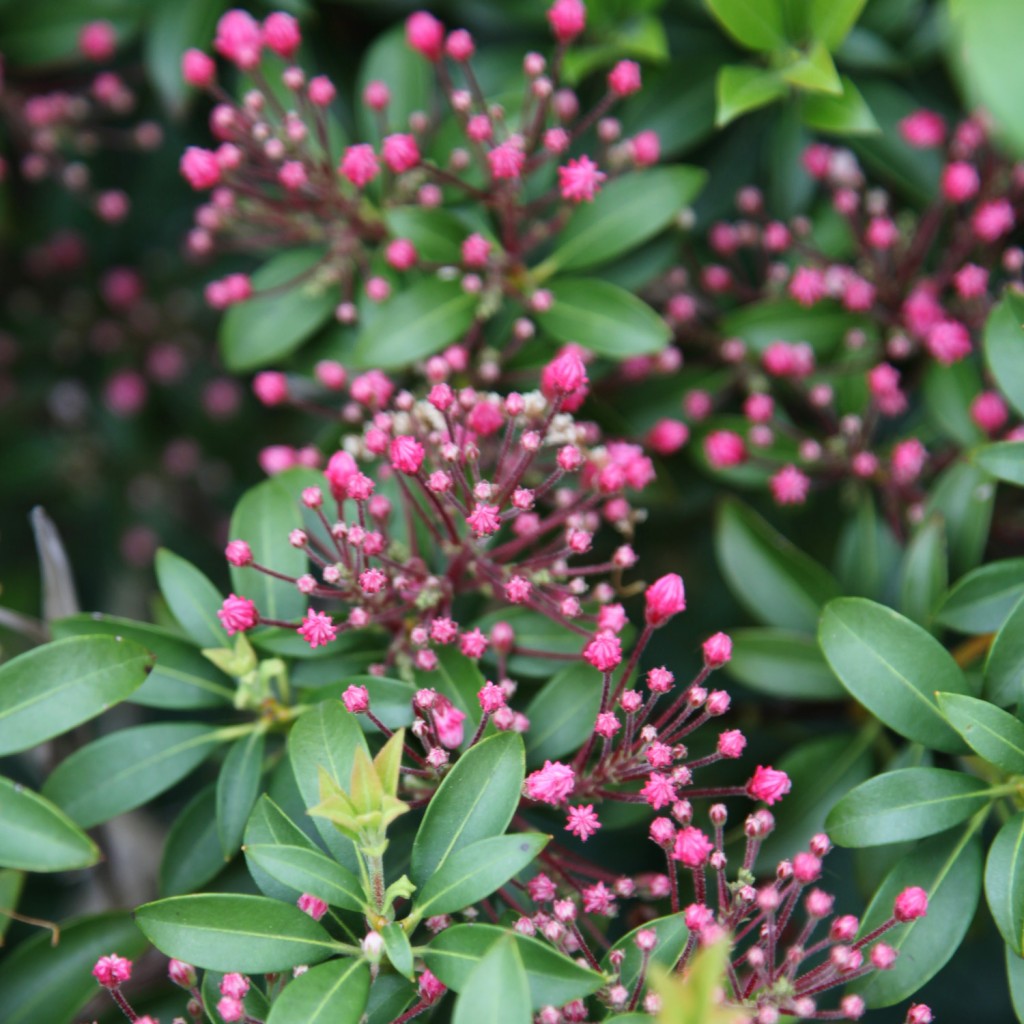 GARDENING & PLANTS | Stately Kitsch