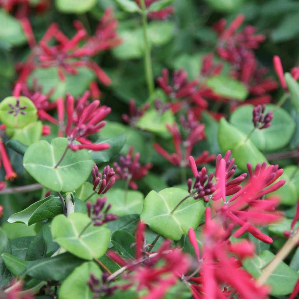 GARDENING & PLANTS | Stately Kitsch