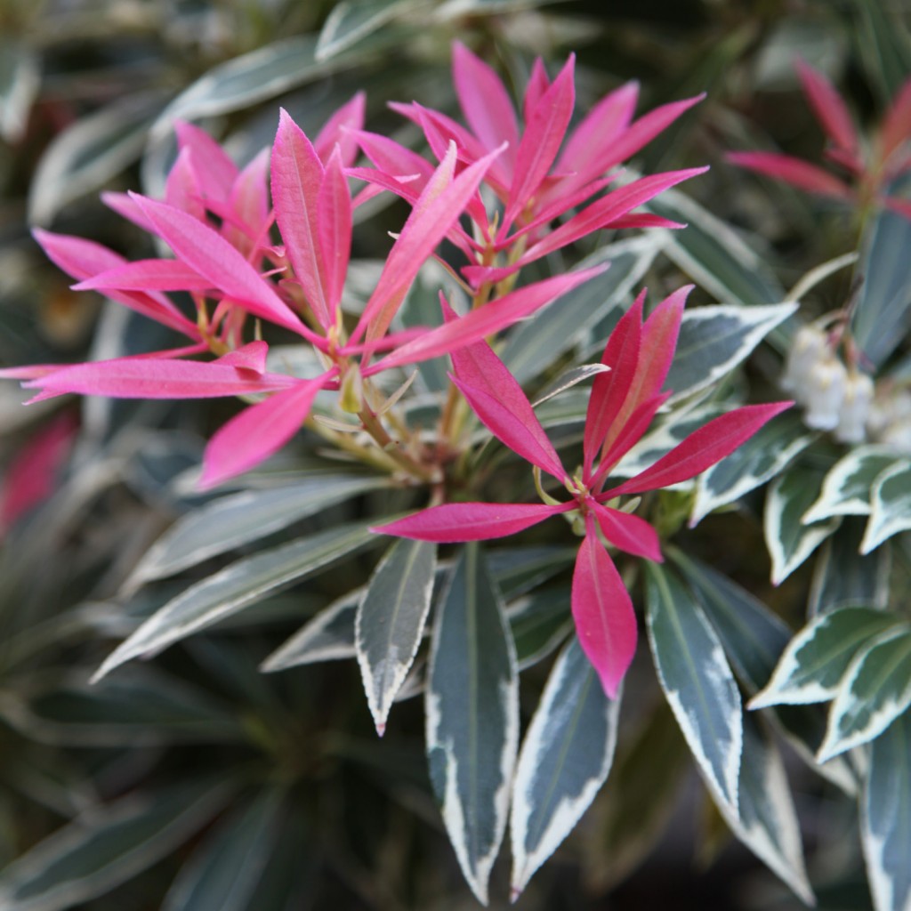 Blooming This Week: Kerria, Virginia Bluebells & Variegated Pieris ...
