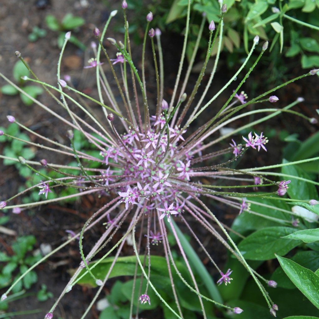 GARDENING & PLANTS | Stately Kitsch