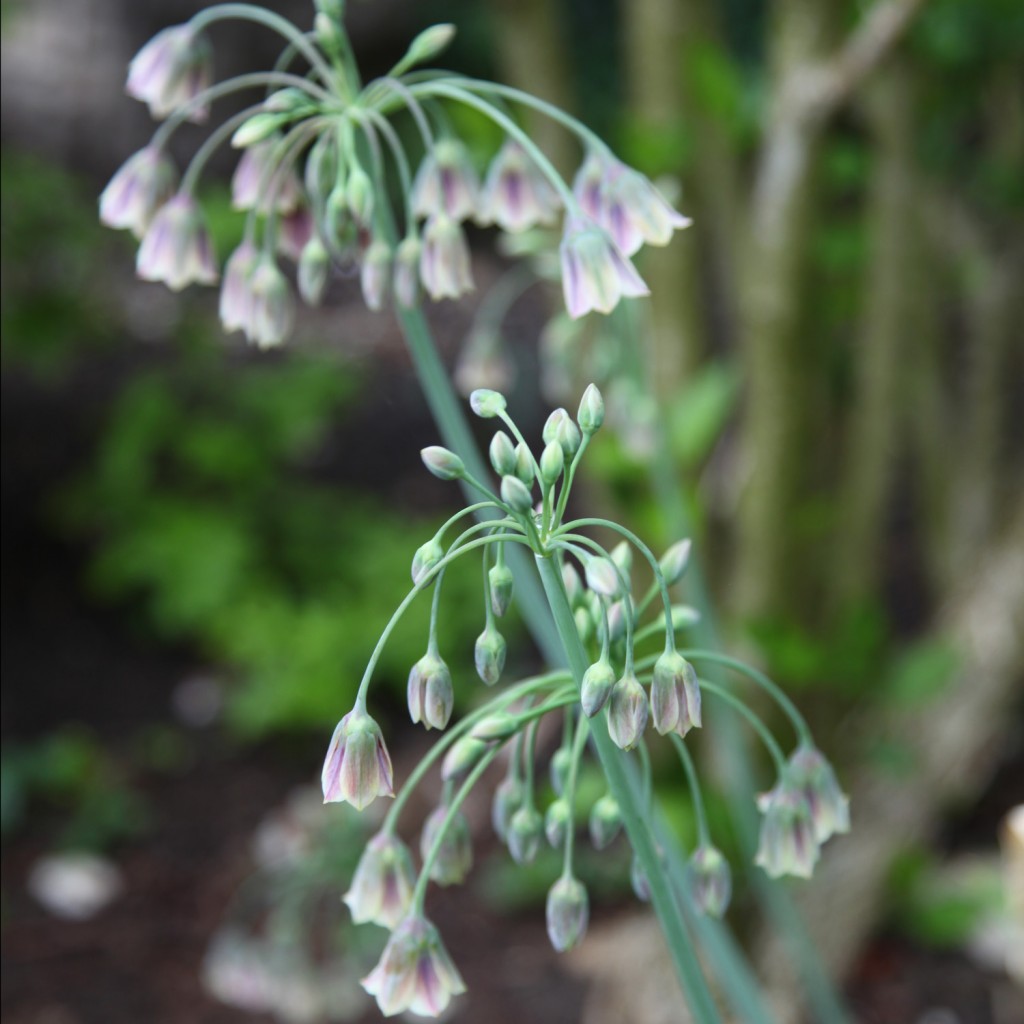 GARDENING & PLANTS | Stately Kitsch