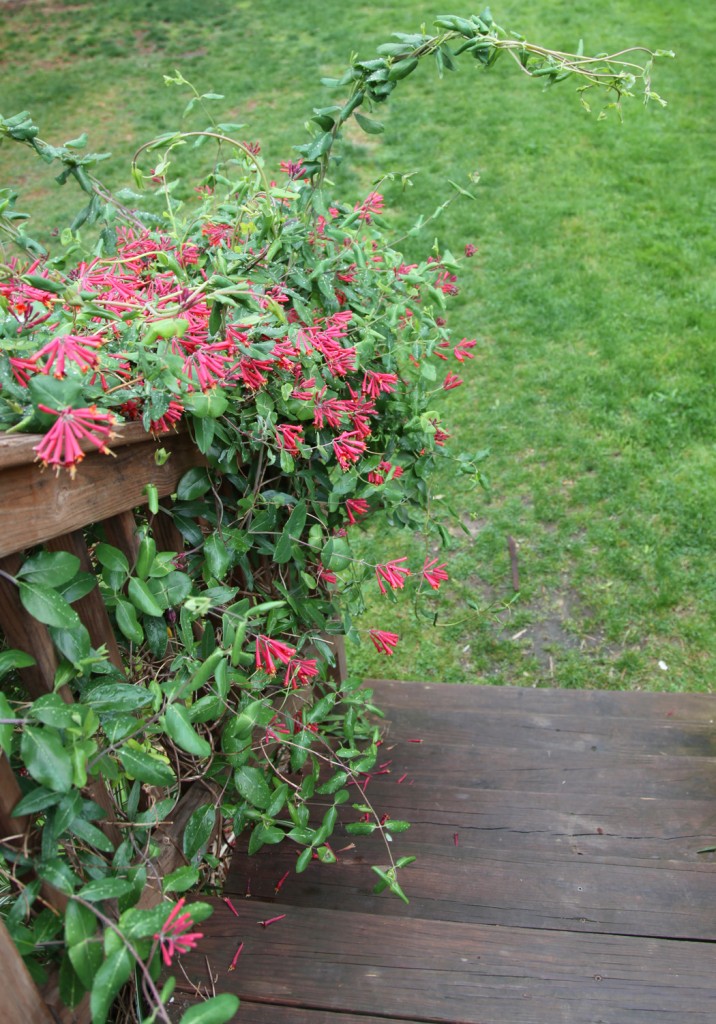 GARDENING & PLANTS | Stately Kitsch