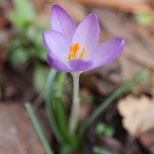 GARDENING & PLANTS | Stately Kitsch