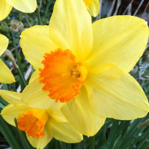 GARDENING & PLANTS | Stately Kitsch