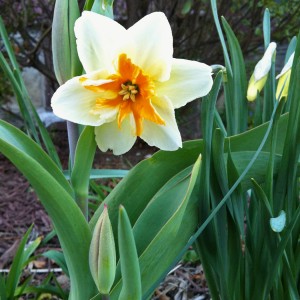 GARDENING & PLANTS | Stately Kitsch